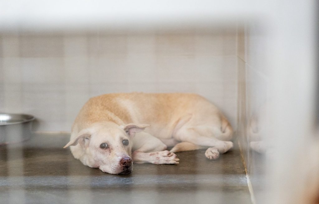 How to Report An Animal Suspected of Abuse - SOSD